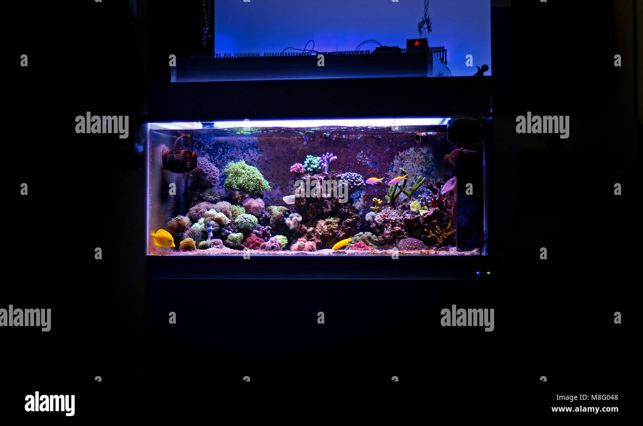 Reef tank aquascape hi-res stock photography and images - Alamy