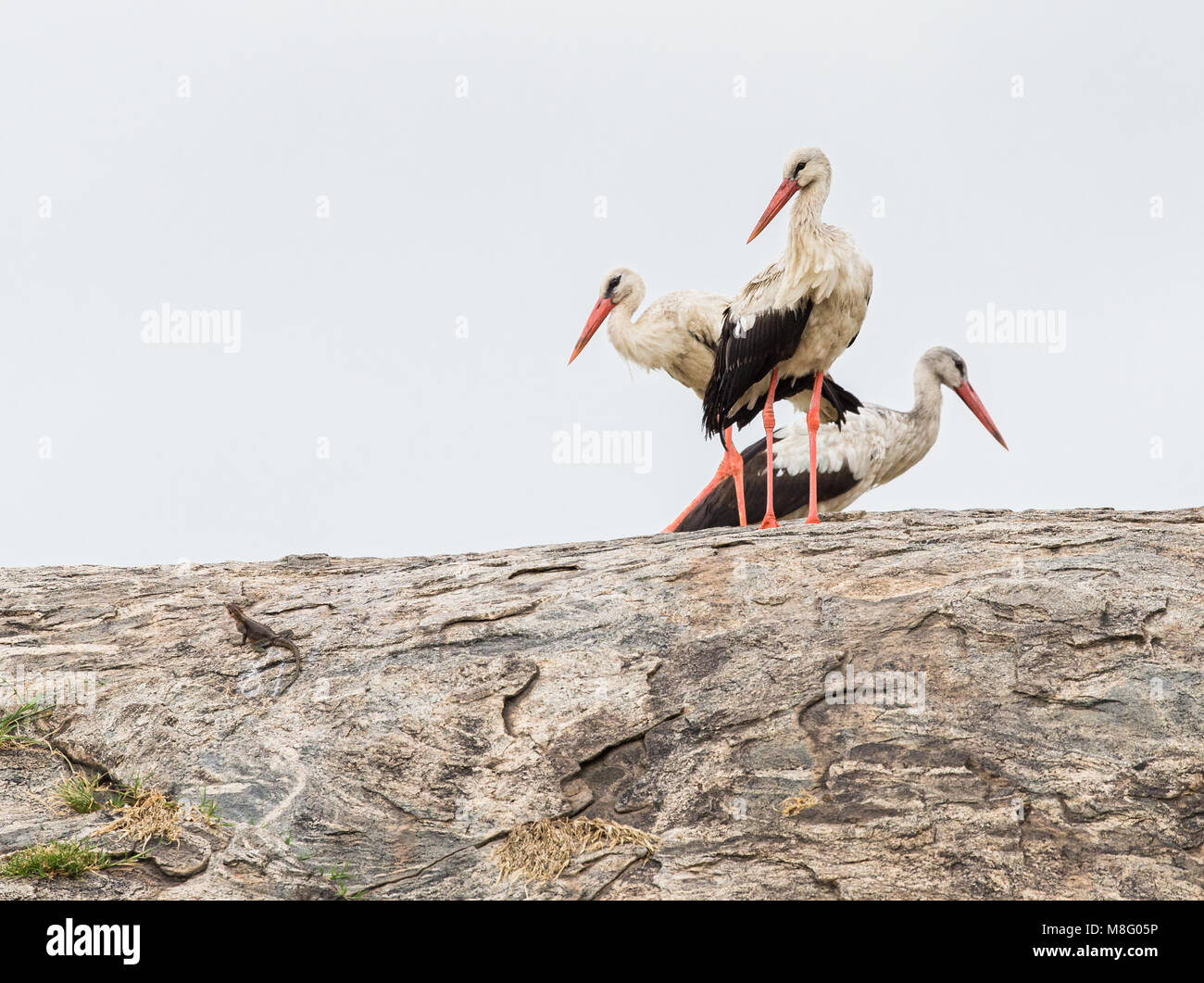 Serengeti kopje hi-res stock photography and images - Alamy