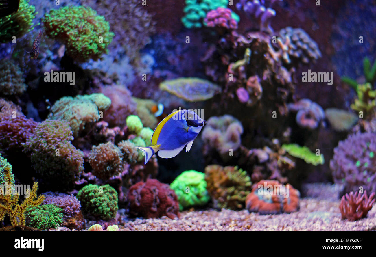 Reef tank aquascape hi-res stock photography and images - Alamy