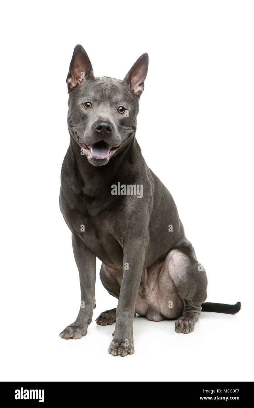 beautiful blue thai ridgeback dog Stock Photo - Alamy