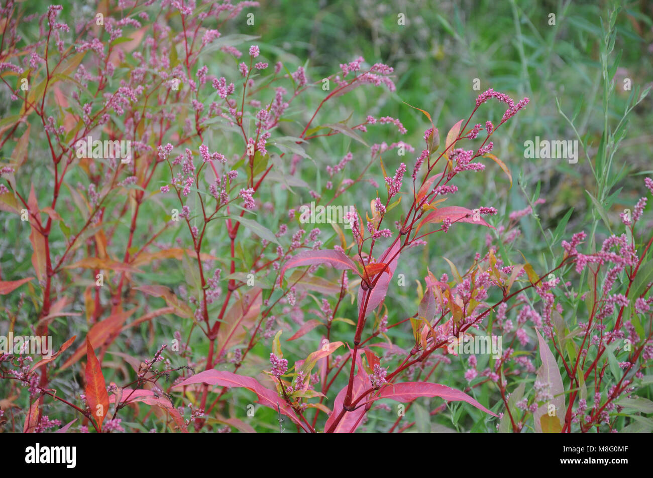 bistort with pink flowers and red leaves Stock Photo - Alamy