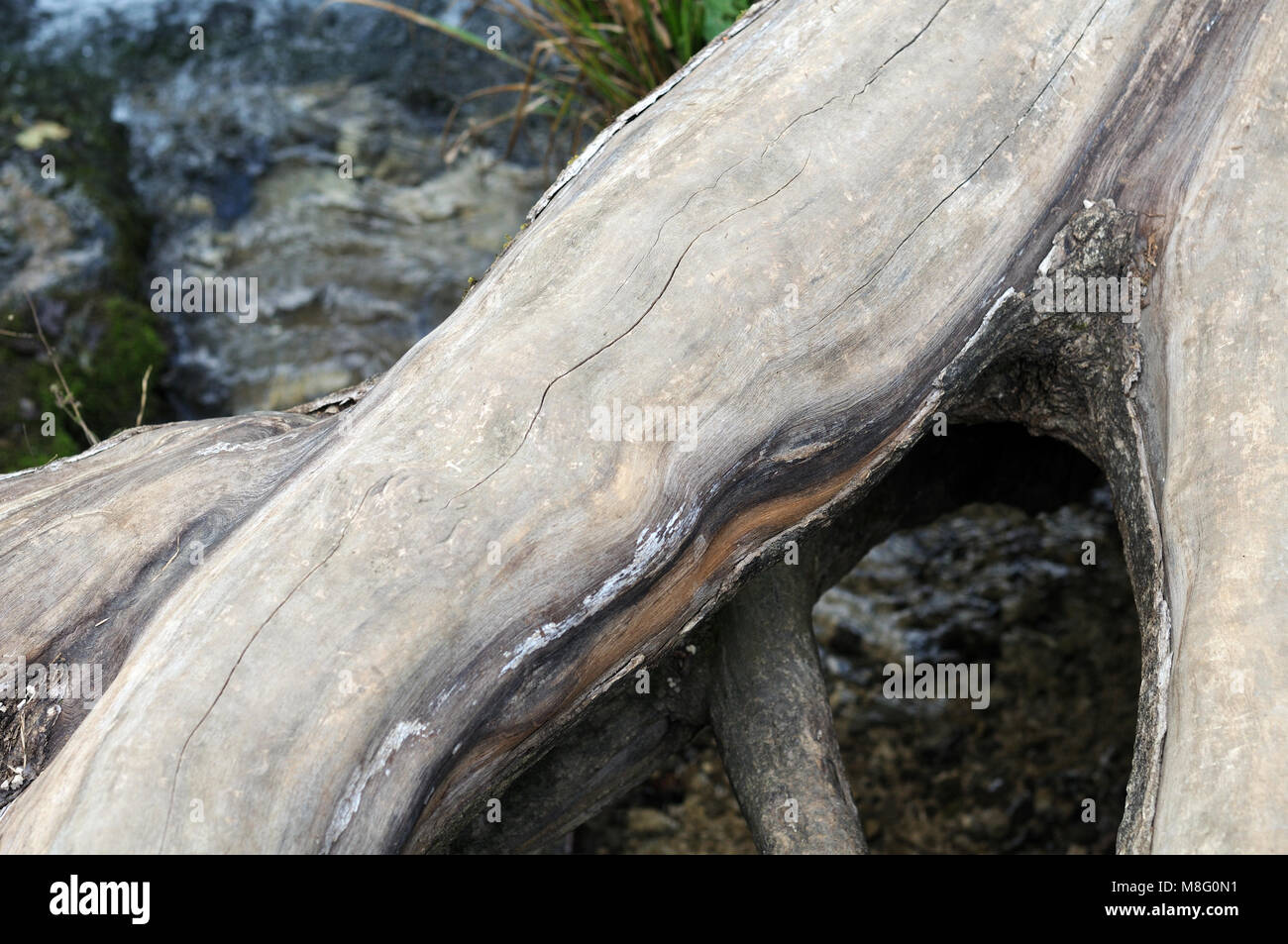 root of a tree at riverside Stock Photo - Alamy