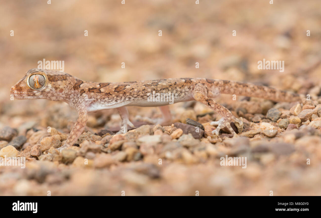 Elegant Gecko (Stenodactylus sthennodactylus) in the Western Saharan ...