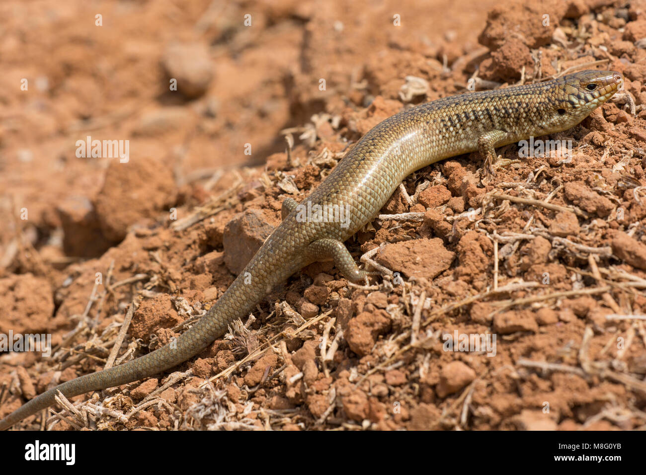 Many Scaled Cylindrical Skink (Chalcides polylepis) in the Western ...