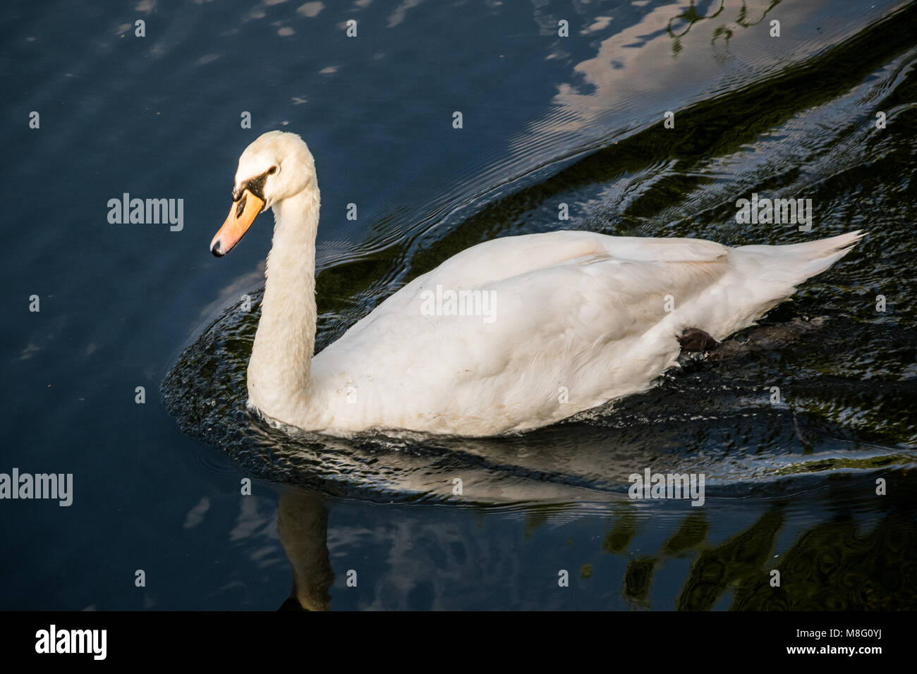 A swan glides across dark black water leaving ripples in its wake Stock ...