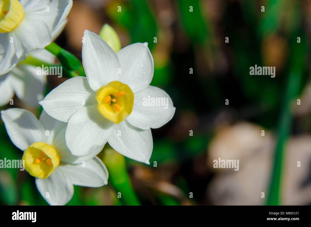 Buttercup yellow daffodils hi-res stock photography and images - Alamy