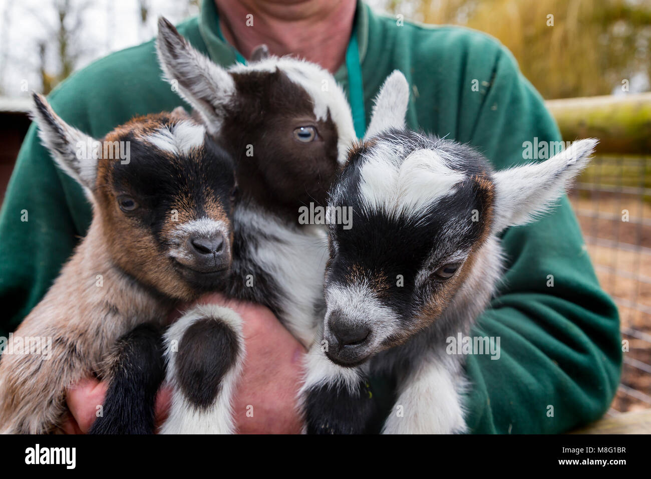 Ranger holds rare African pygmy goat triplets born in the zoo at Walton ...