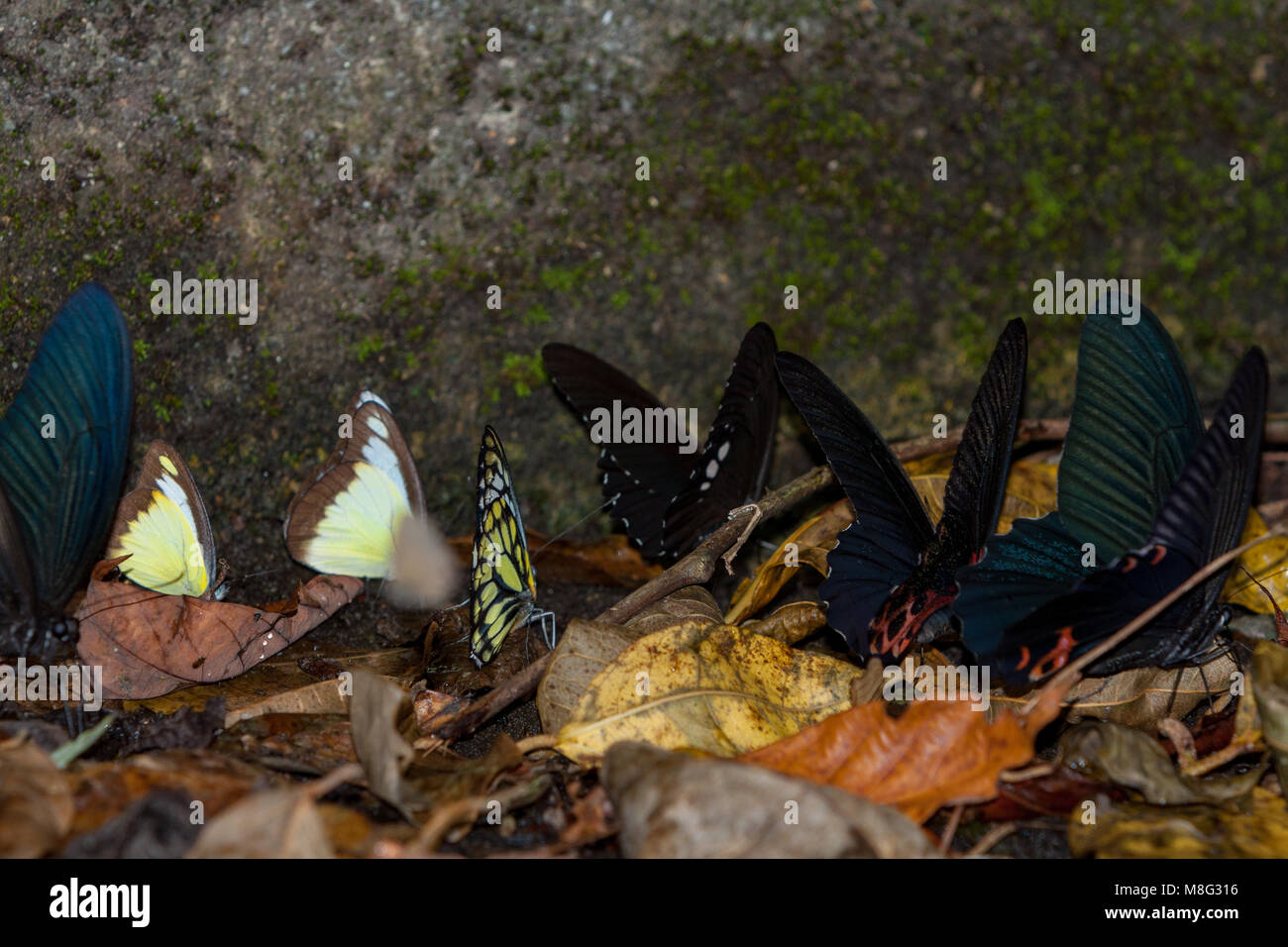 Butterflies on mud hi-res stock photography and images - Alamy