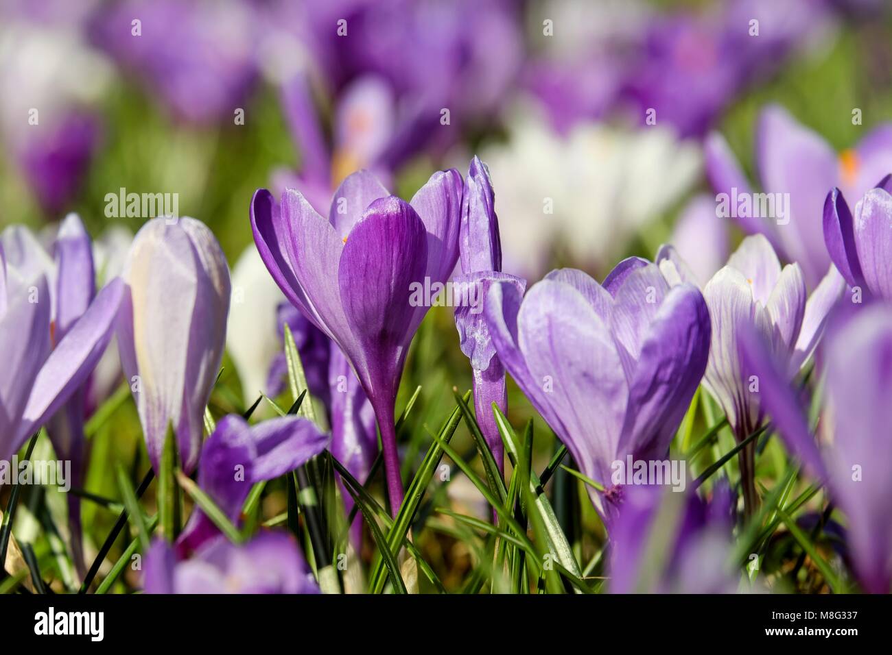 Purple ruby flowers hi-res stock photography and images - Alamy