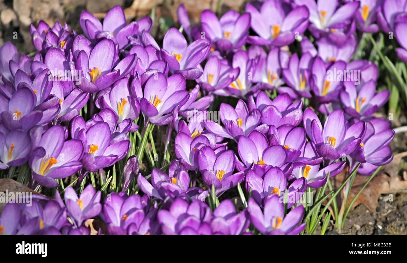 crocus flowers - purple Stock Photo - Alamy