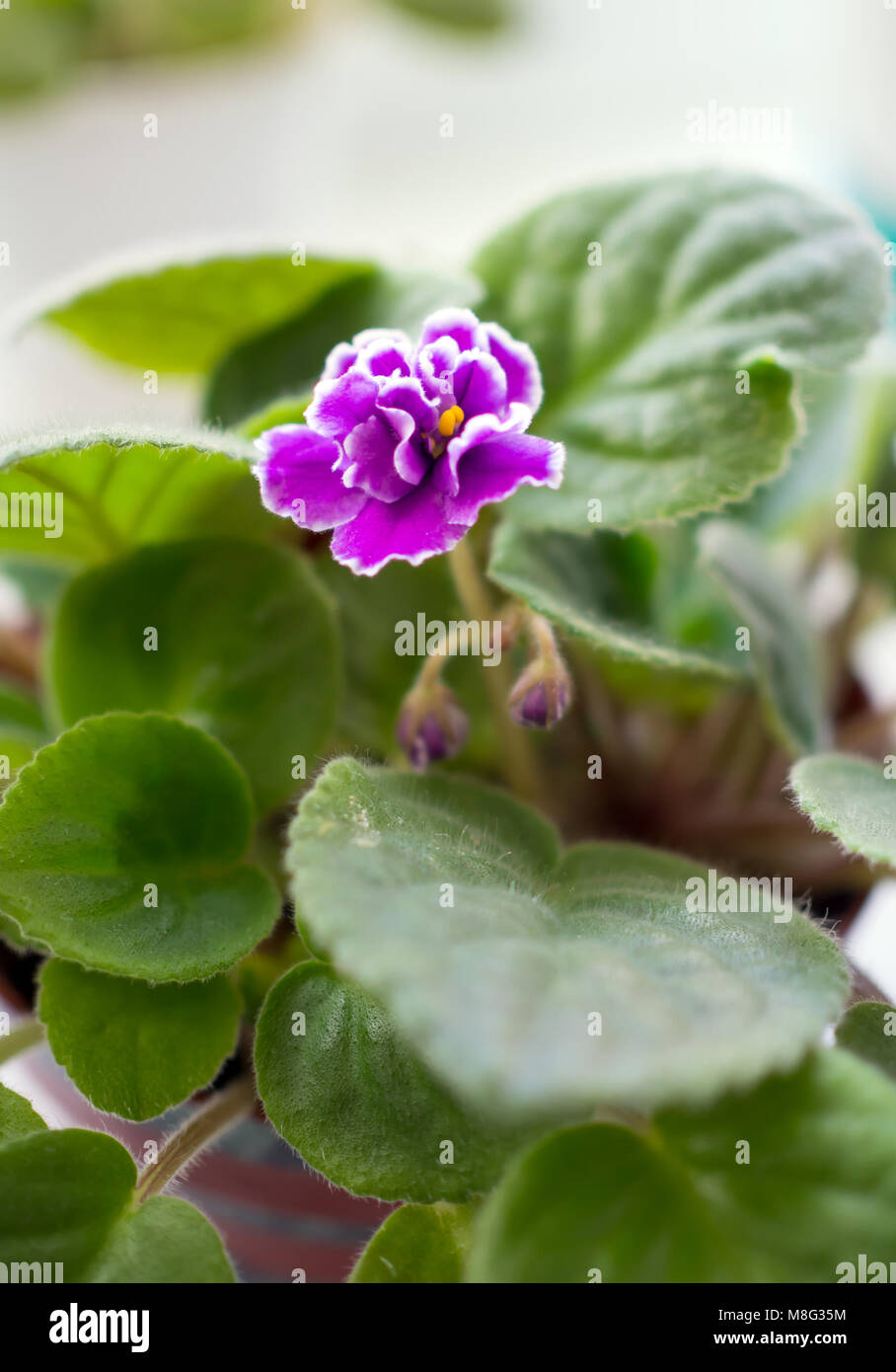 A pot with blooming violets in room Stock Photo - Alamy