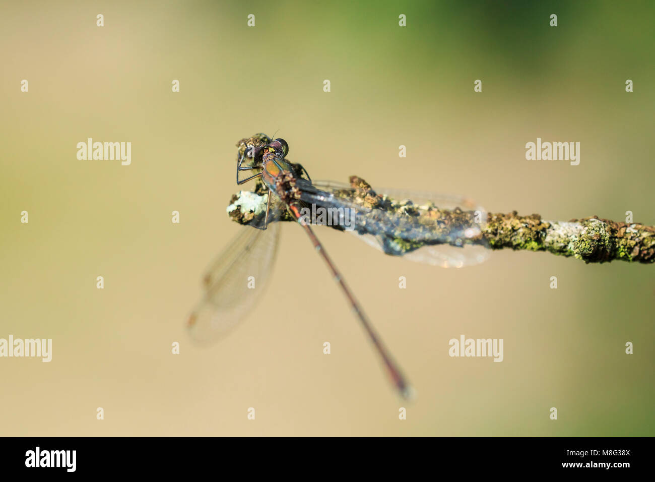 Detail closeup of a western willow emerald damselfly, Chalcolestes ...