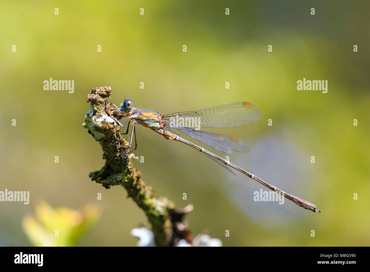 Detail closeup of a western willow emerald damselfly, Chalcolestes ...