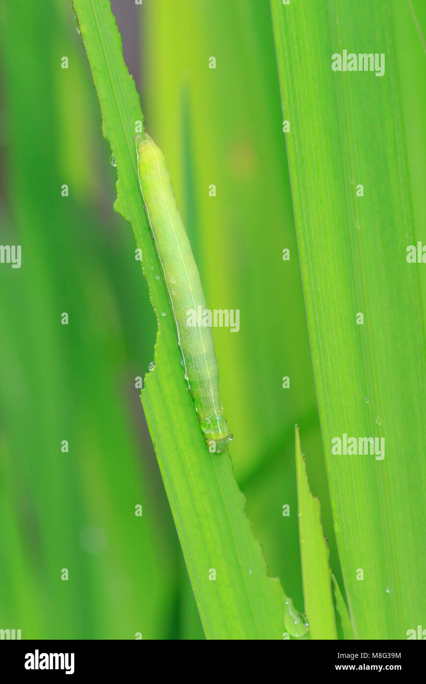 Closeup of a caterpillar or larva of a angle shades moth (Phlogophora ...
