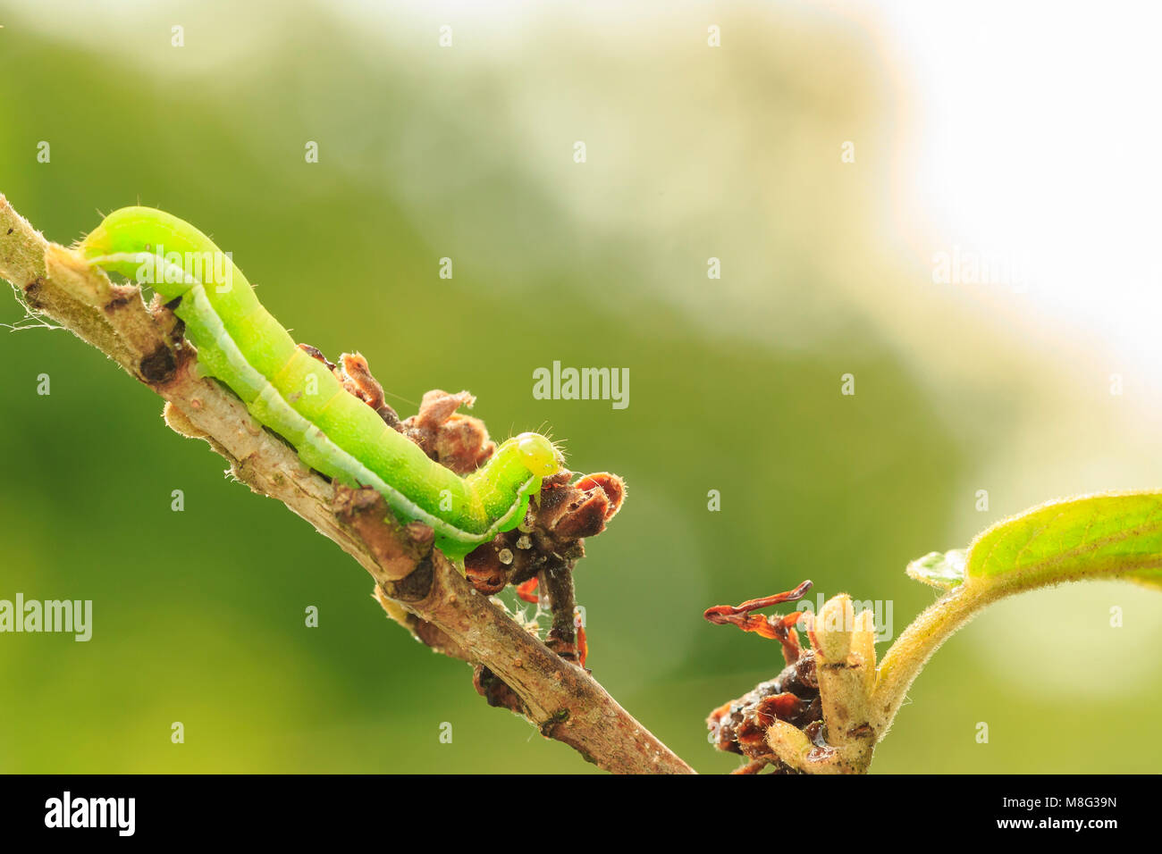 Closeup of a caterpillar or larva of a angle shades moth (Phlogophora ...