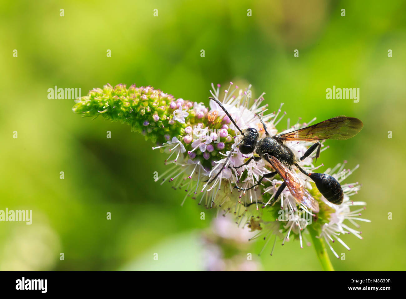 Strange Looking Insect Ammophila Sabulosa The Red Banded Sand Wasp