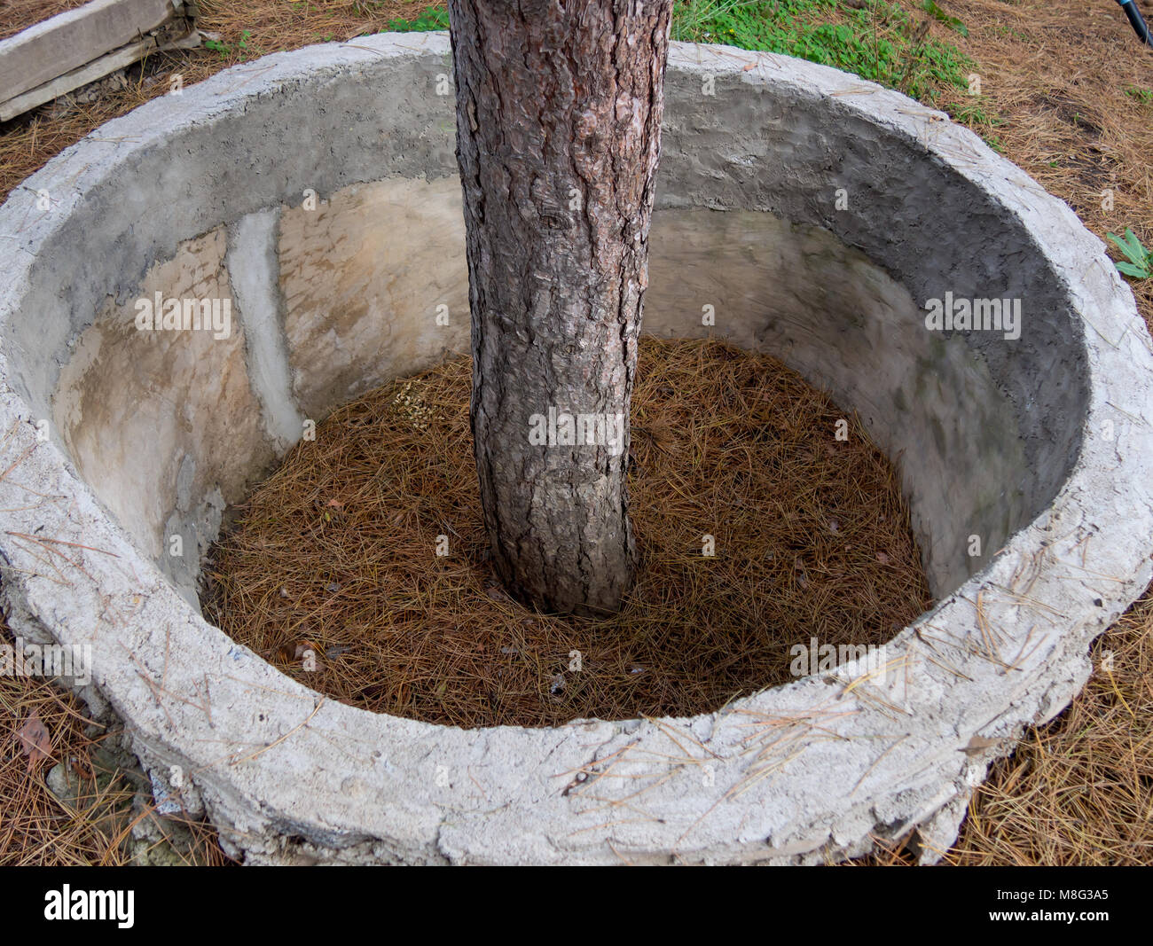 Protective structures of annular shape around the tree Stock Photo - Alamy