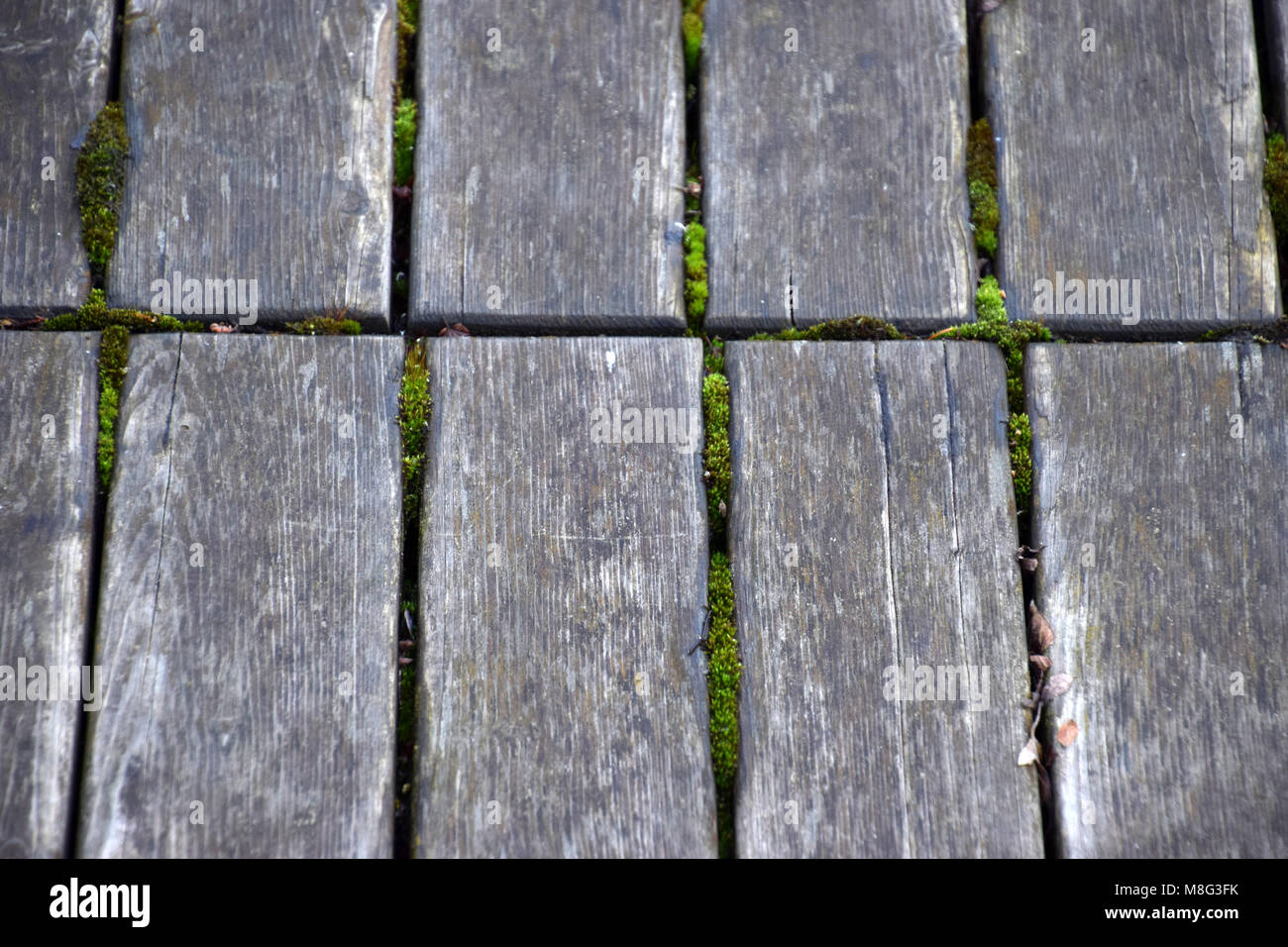 wood texture background with green moss Stock Photo - Alamy