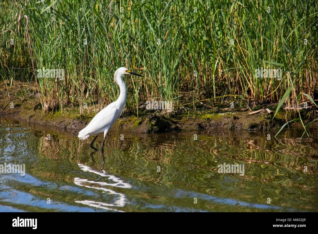 Wading great white egret seen at Prime Hook National Wildlife Reserve ...