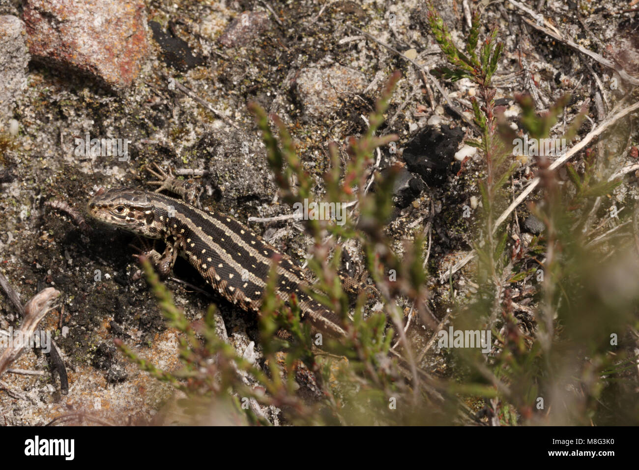 Female sand lizard, Lacerta agilis Stock Photo - Alamy
