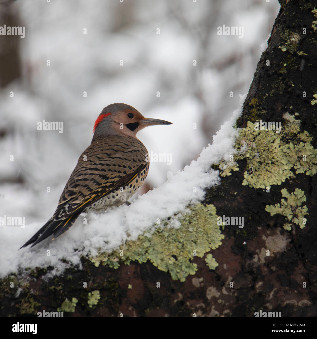 Northern flicker bird hi-res stock photography and images - Alamy