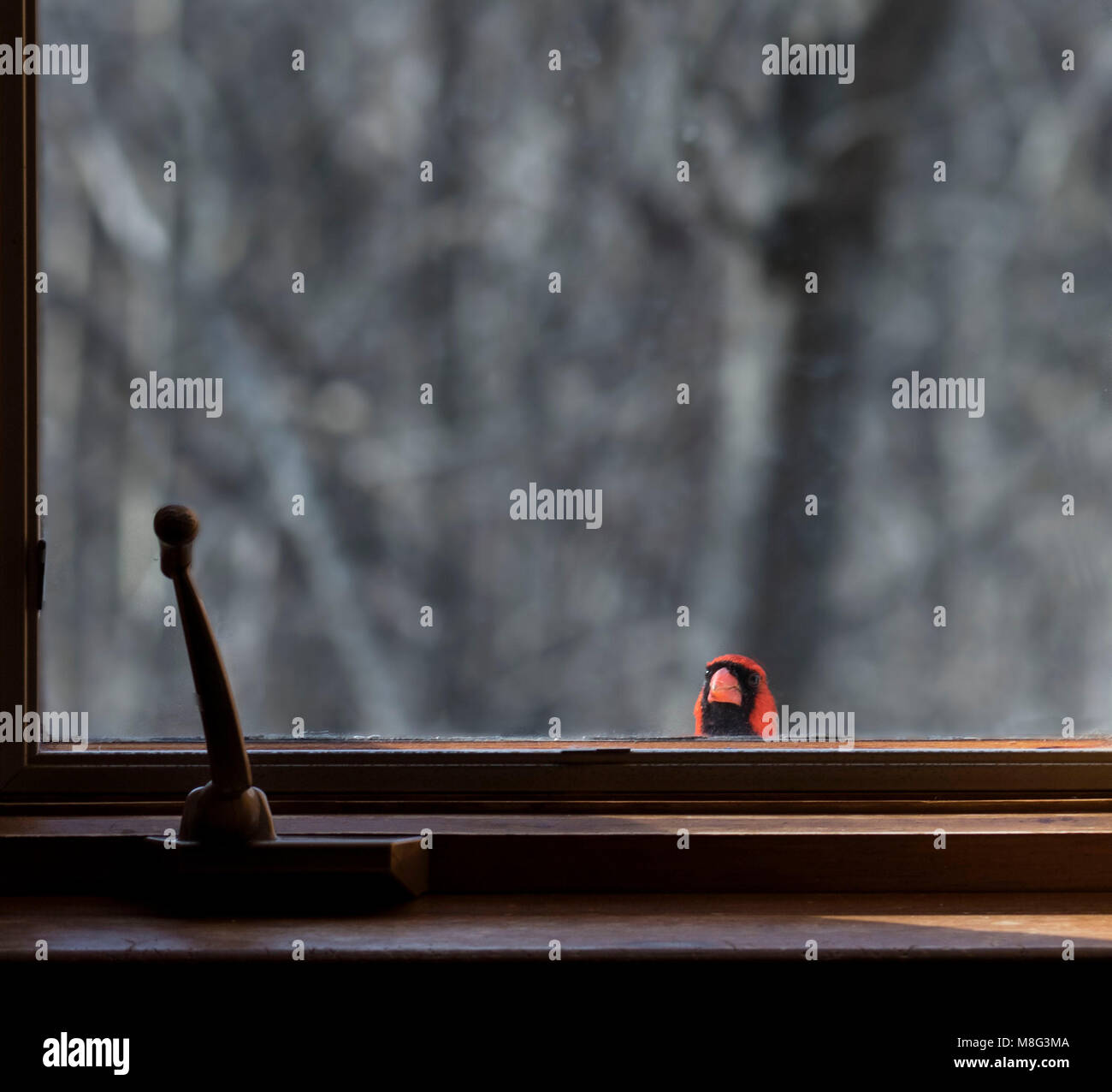 Room of cardinal hi-res stock photography and images - Alamy