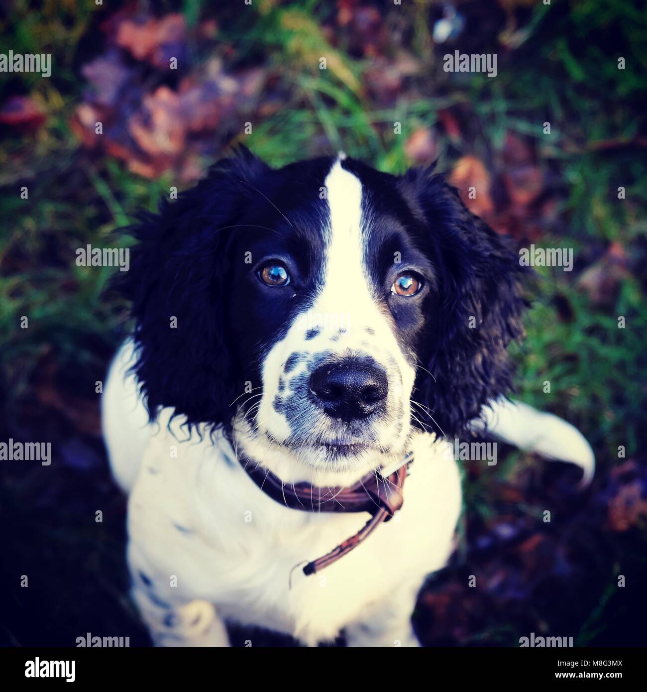 Sprocker spaniel hi-res stock photography and images - Alamy