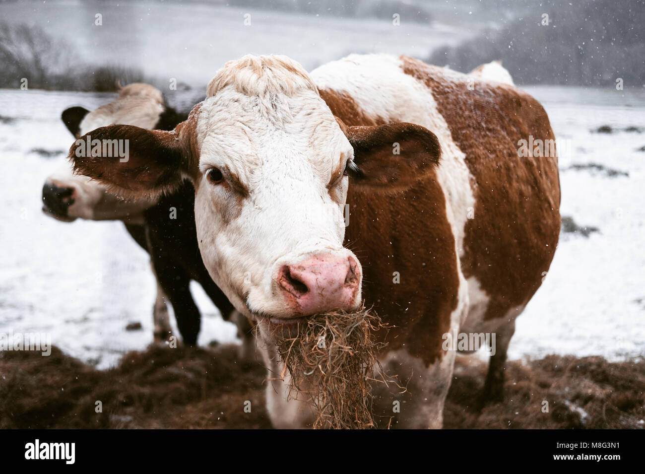 Cow in the snow hi-res stock photography and images - Alamy
