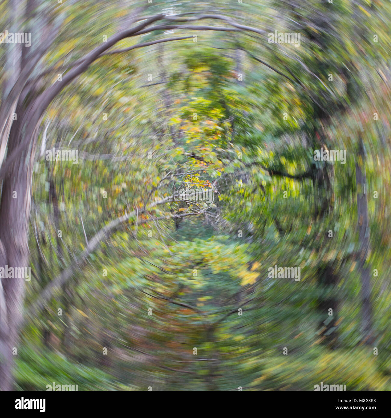 Camera rotation creates a horizontal whirlwind sensation in a woodland ...