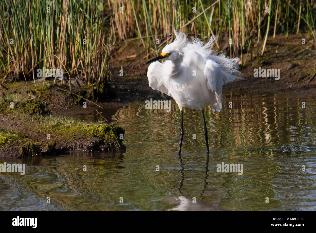 Great white egret at Prime Hook National Wildlife Reserve in Delaware ...