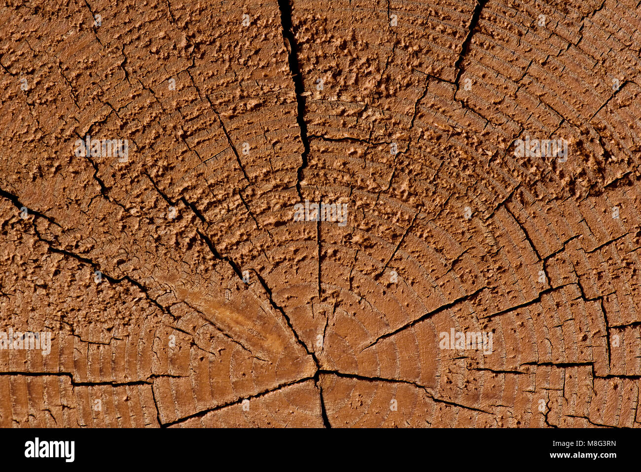 A cut of a tree, a beautiful background from a tree texture Stock Photo ...