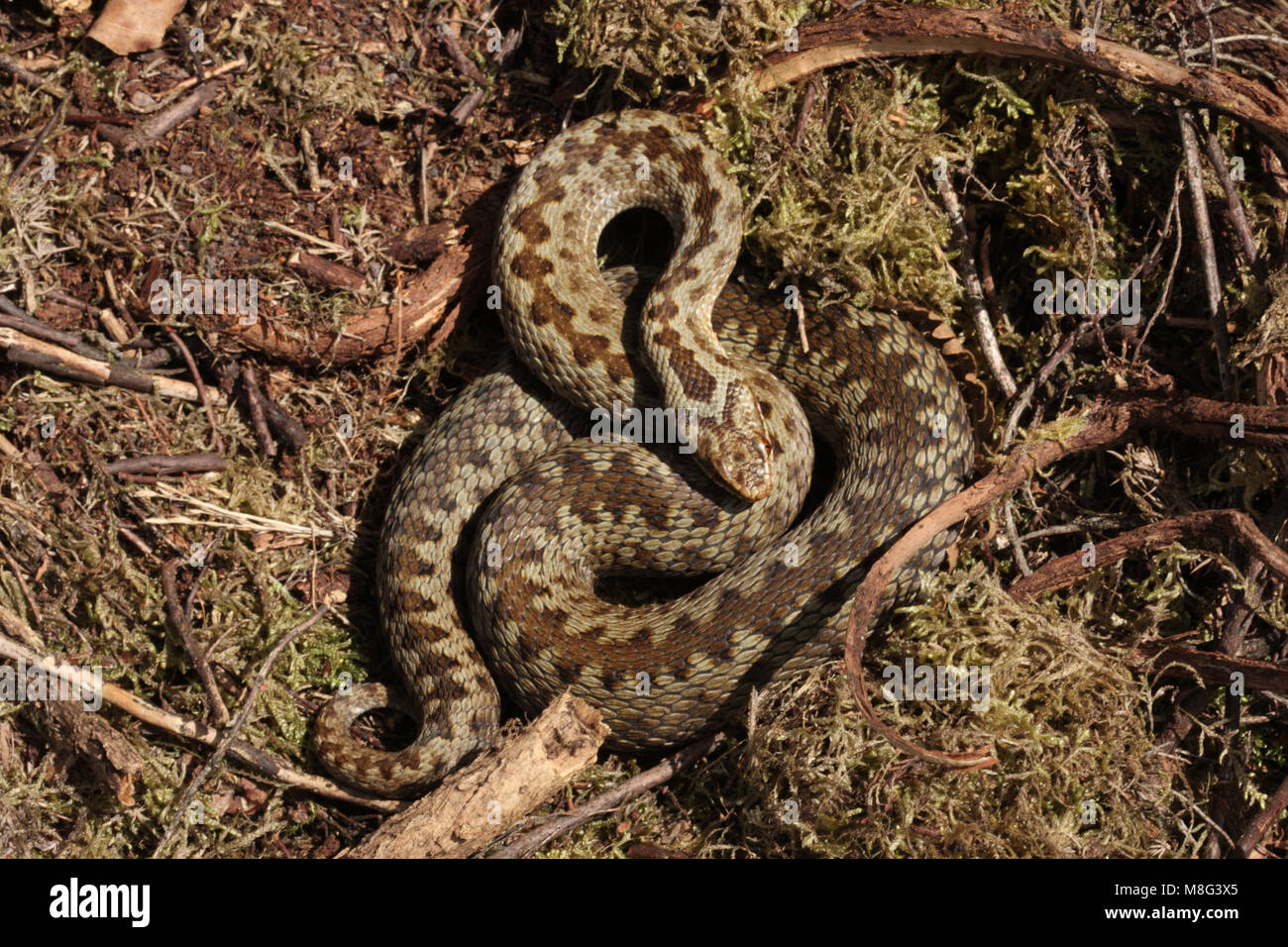 Female Adder, vipera berus, basking Stock Photo - Alamy