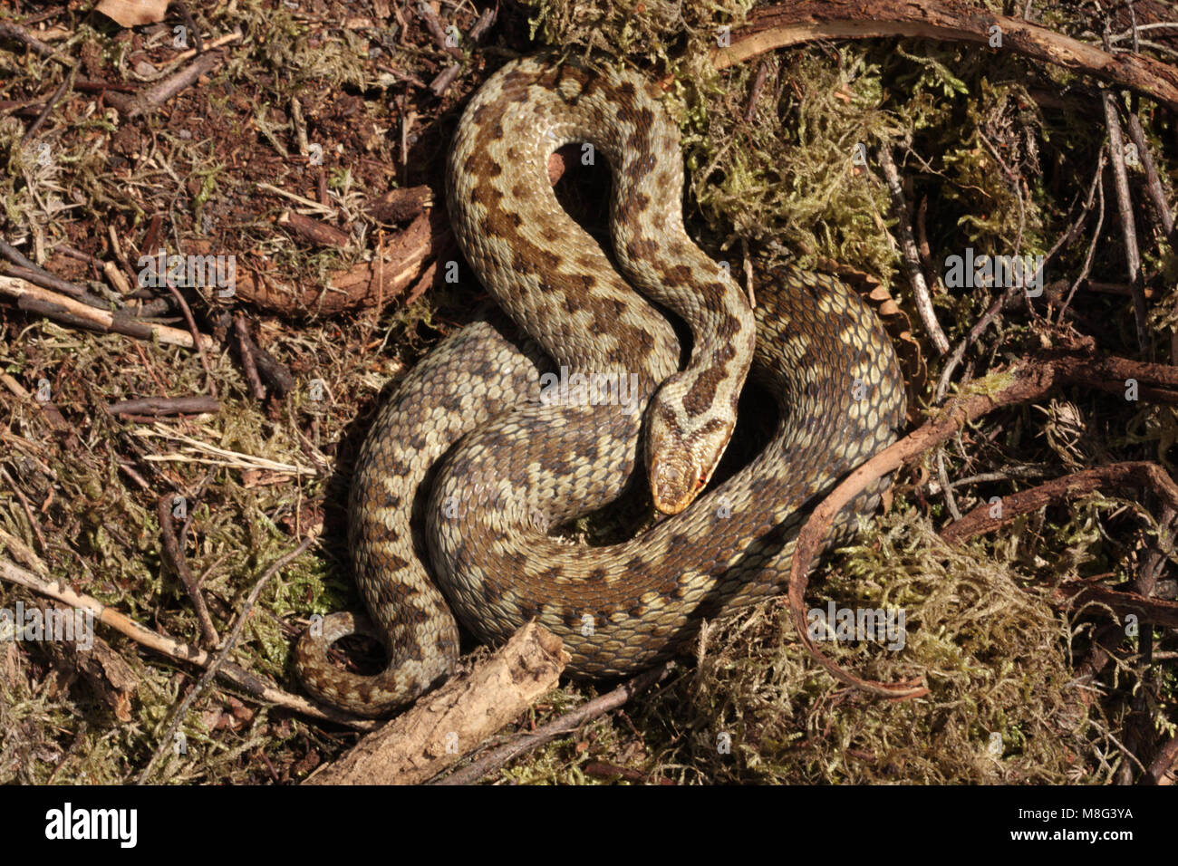 Basking snake hi-res stock photography and images - Alamy