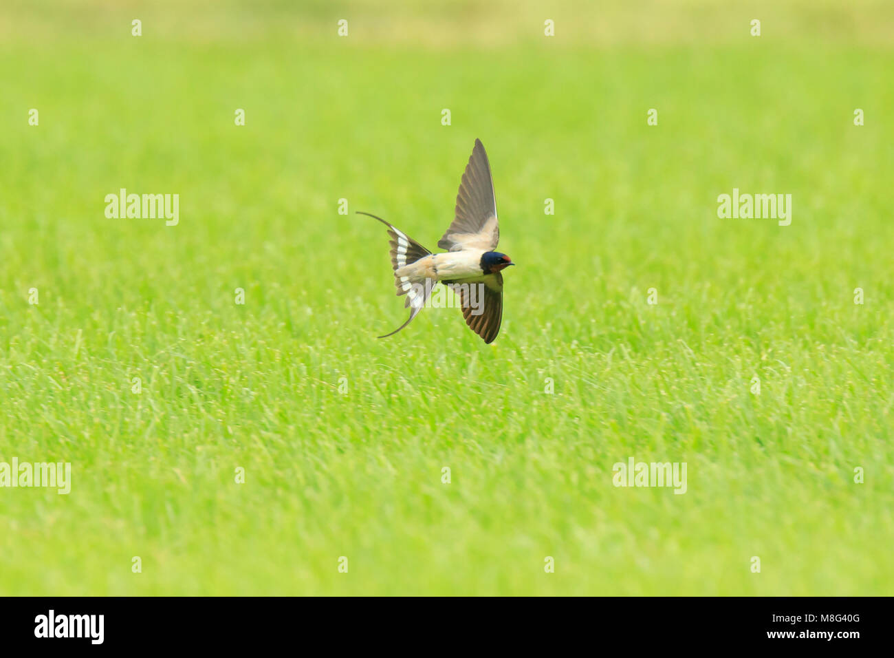 Barn swallow flight hi-res stock photography and images - Alamy