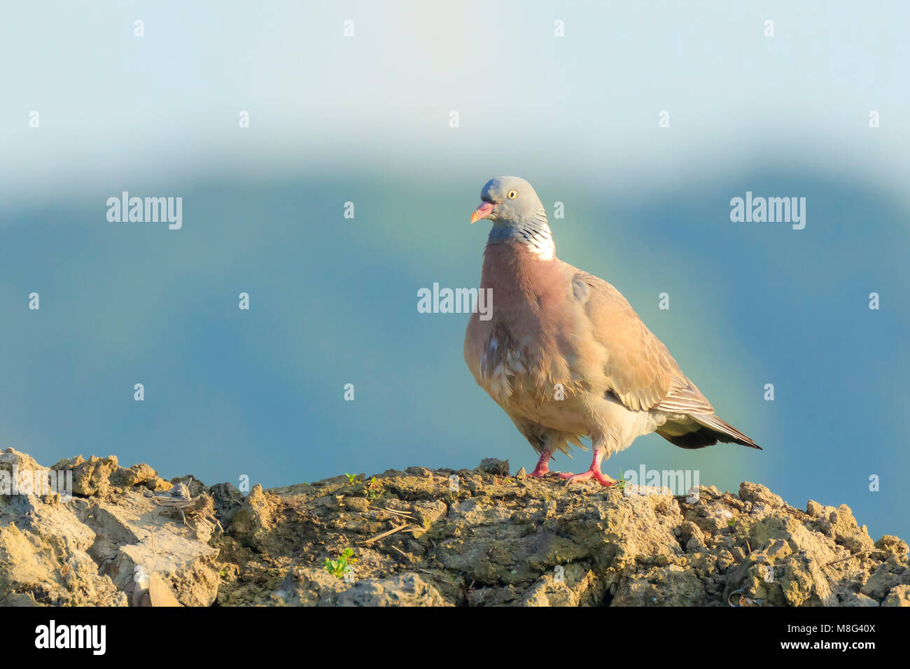 Preening pigeon hi-res stock photography and images - Alamy
