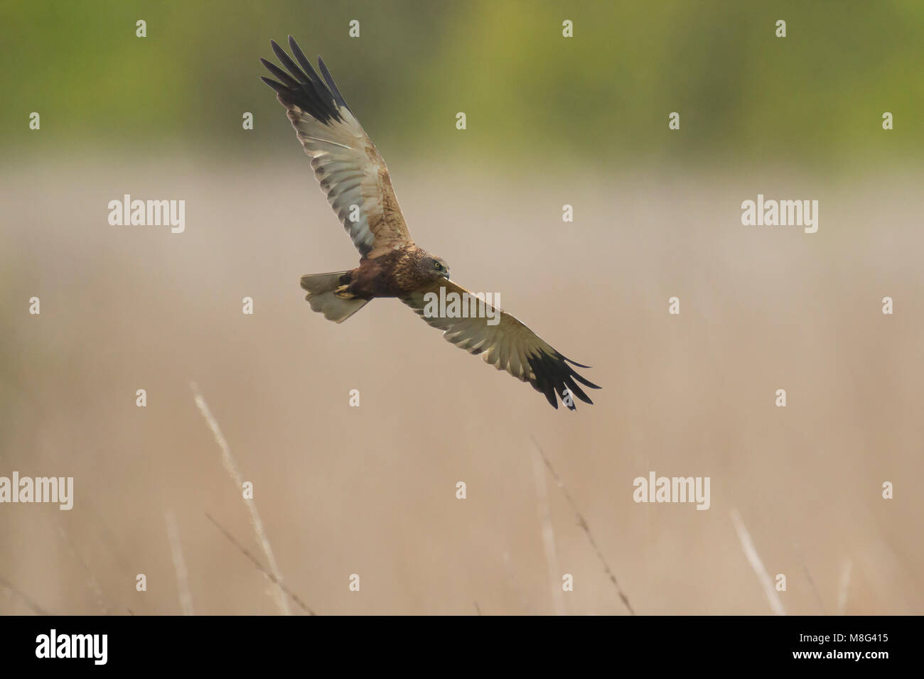 Female Hen harrier (Circus cyaneus) or northern harrier hunting above a ...