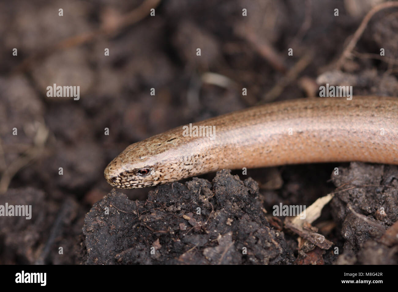 Male slow worm hi-res stock photography and images - Alamy