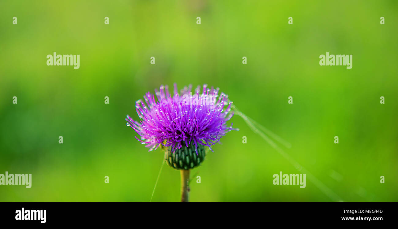 flower of a thistle in droplets of dew on a blurred green background ...