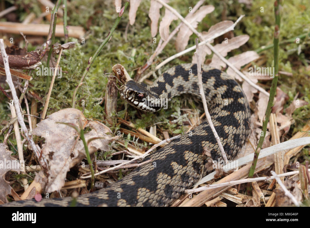 Male adders hi-res stock photography and images - Alamy