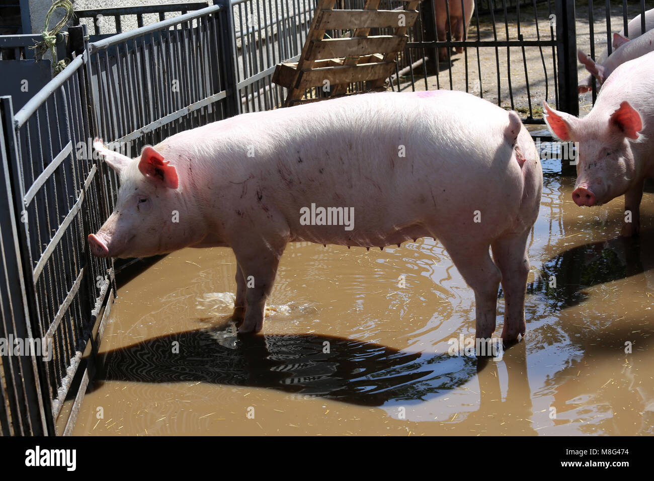 Pig enjoyed the shower at animal farm summertime Stock Photo - Alamy
