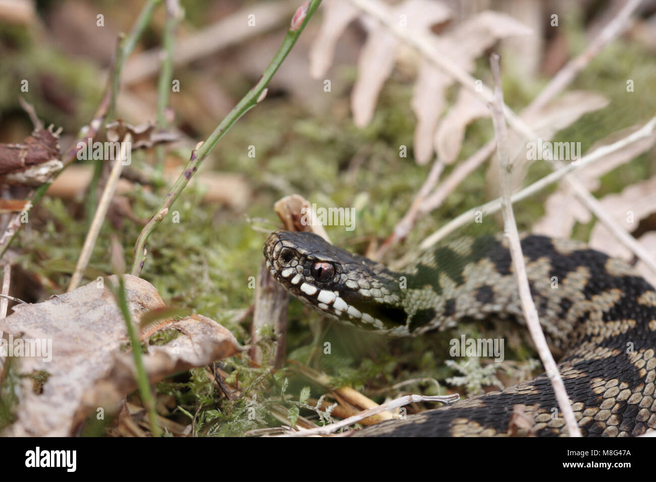 Male adders hi-res stock photography and images - Alamy