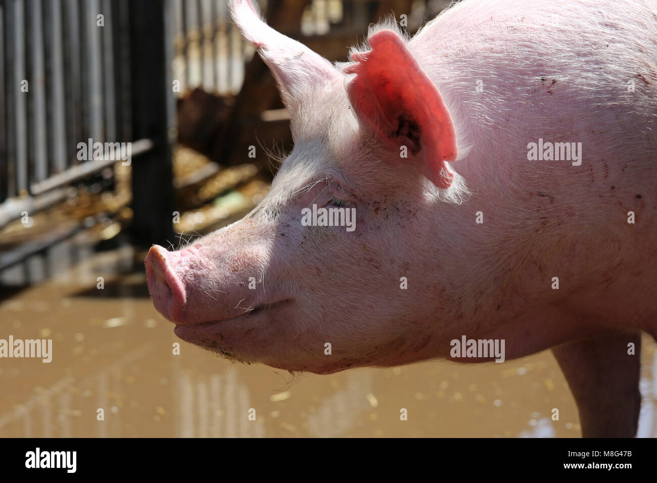 Pigs living on organic farm. Pig on the farm. Pigs household. Portrait ...