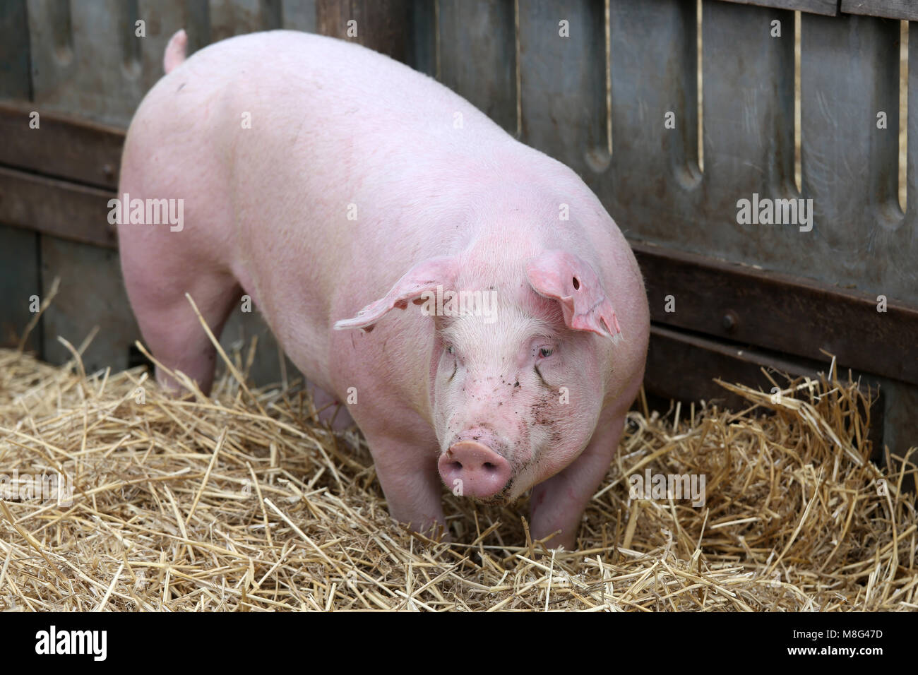 Beautiful young sow watched me in the corral Stock Photo - Alamy