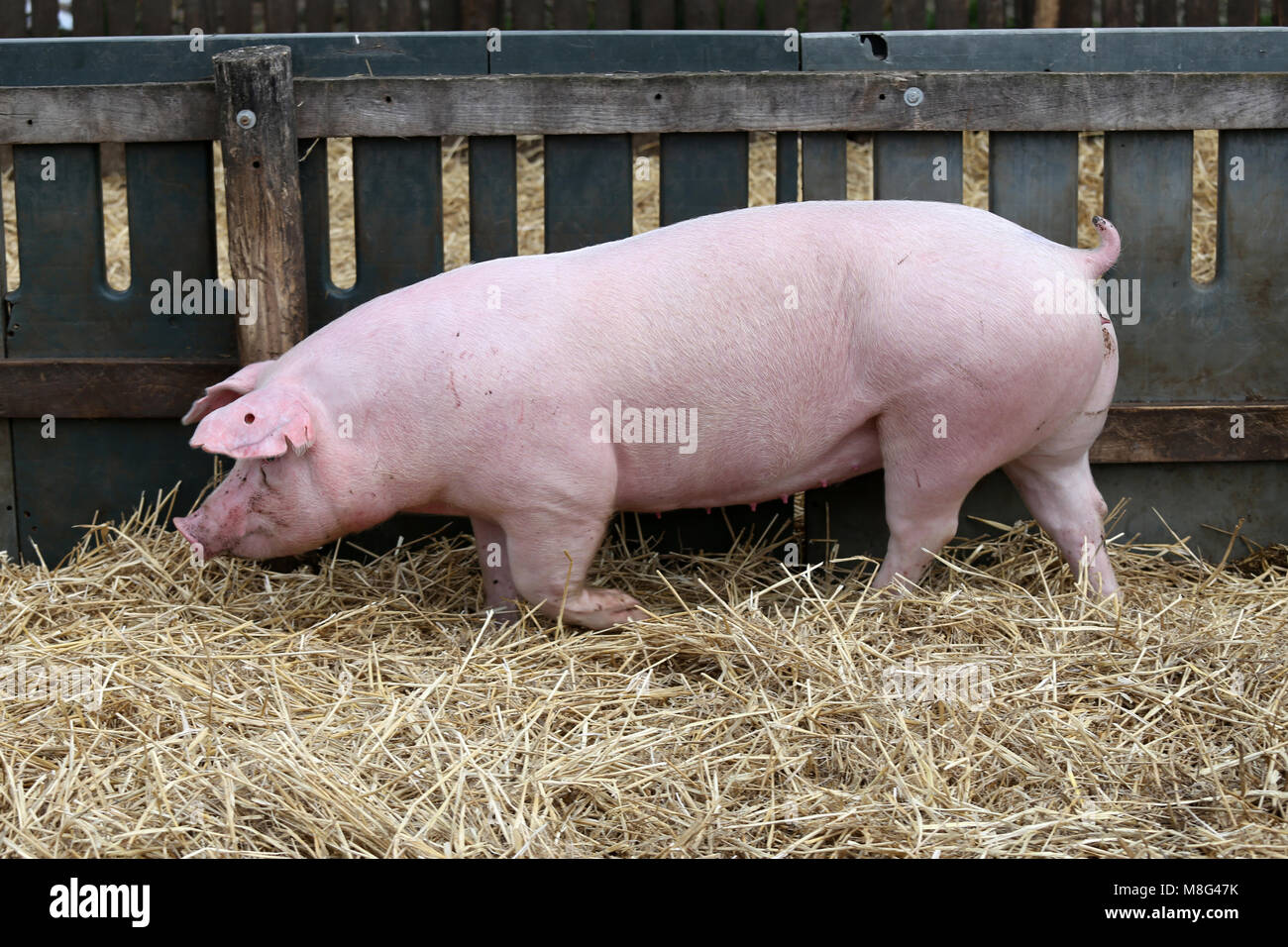 Mighty sow runs on fresh hay in the piggery Stock Photo - Alamy