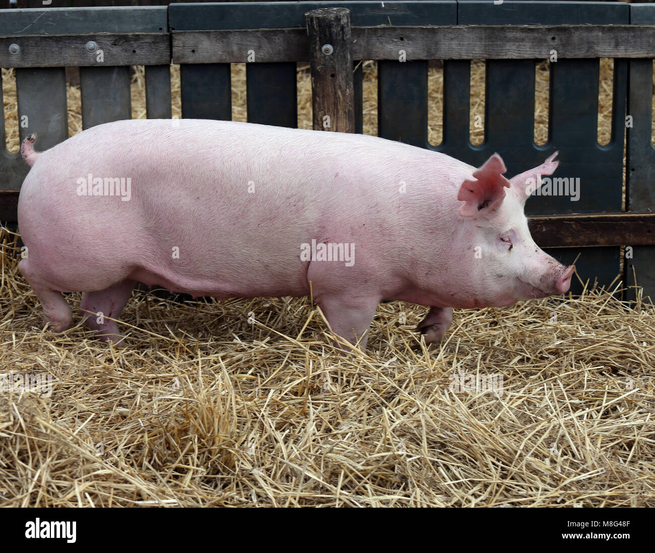 Wooden stye hi-res stock photography and images - Alamy