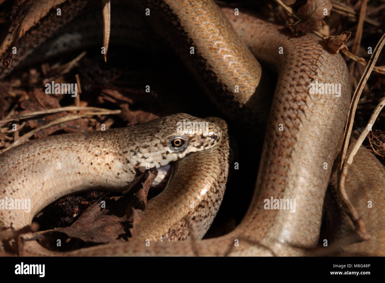 Mating slow worms, Anguis fragilis Stock Photo - Alamy