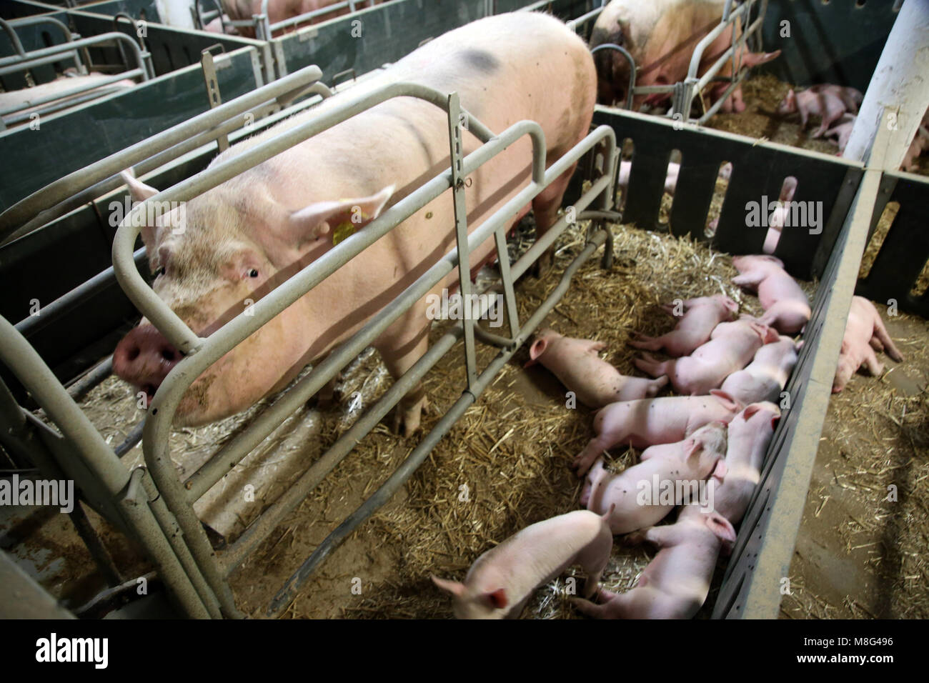 Mighty pig sow watching me with her newborn piglets behind metal fence ...