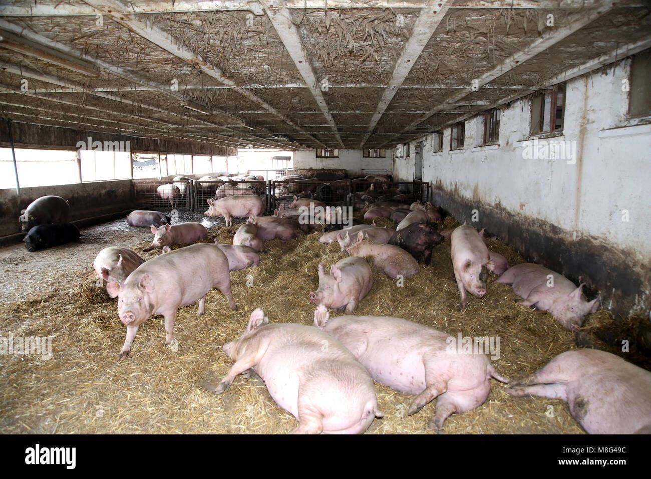 Breeding Sows Pigs Hog Farm High Resolution Stock Photography and Images - Alamy