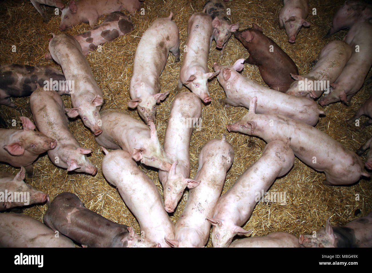 Pigs living on organic farm. Pig on the farm. Pigs household Stock ...