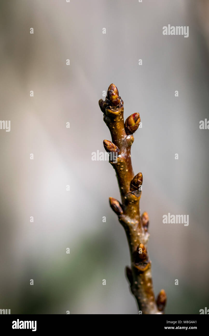 New growth of springtime new cherry tree shoot buds Stock Photo - Alamy